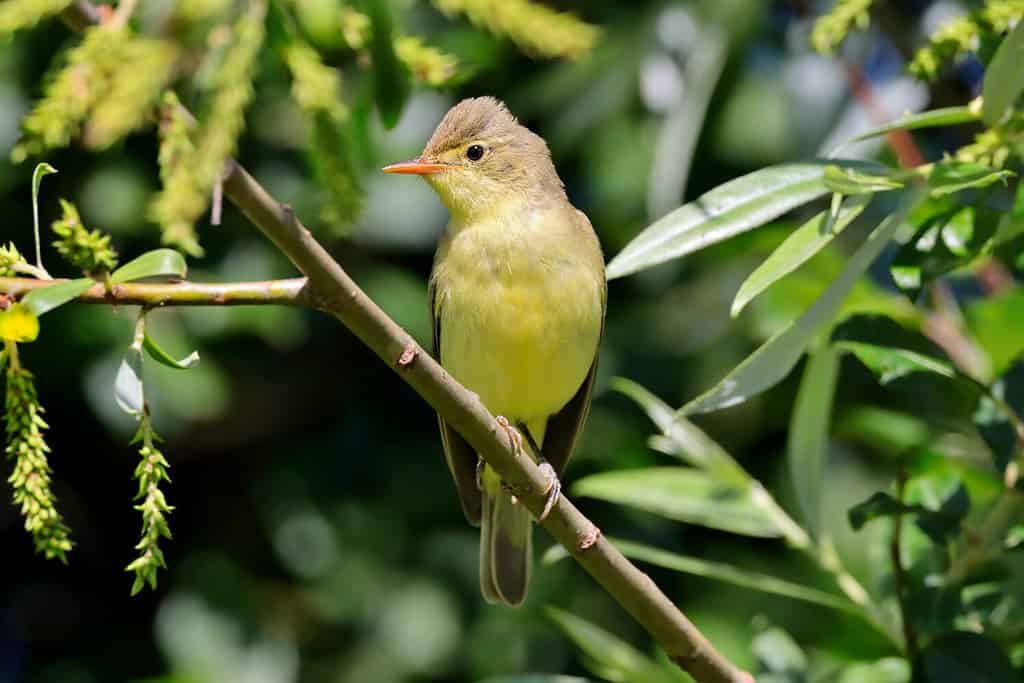 Discover 15 Dazzling Birds That Start With I - A-Z Animals