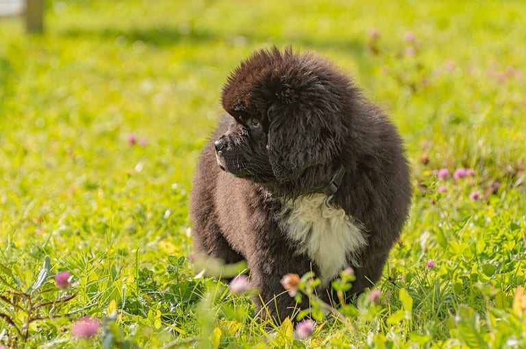 Newfoundland Colors: Rarest to Most Common - A-Z Animals