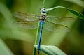 Watch Out for These Top 10 Largest Flying Insects in England - A-Z Animals