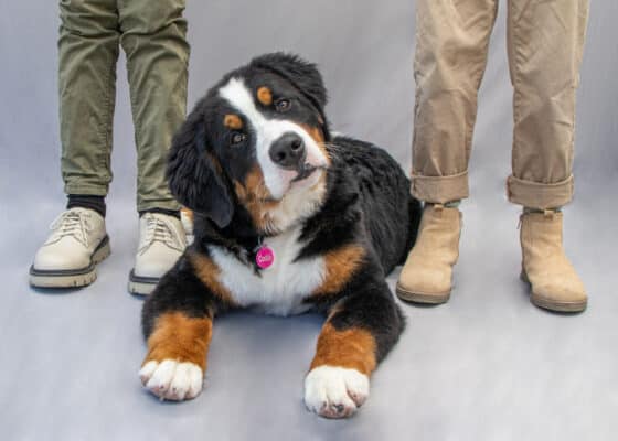 Bernese Mountain Dog Progression: Growth Chart, Milestones, and ...