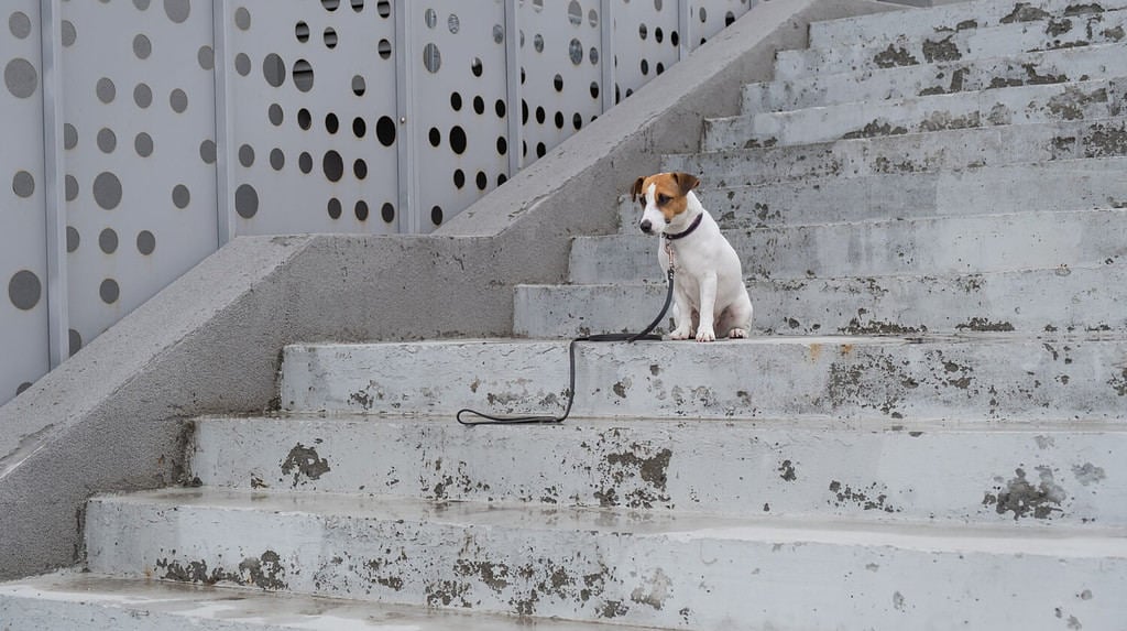 The 22 Most Common Health Problems in Jack Russells - A-Z Animals
