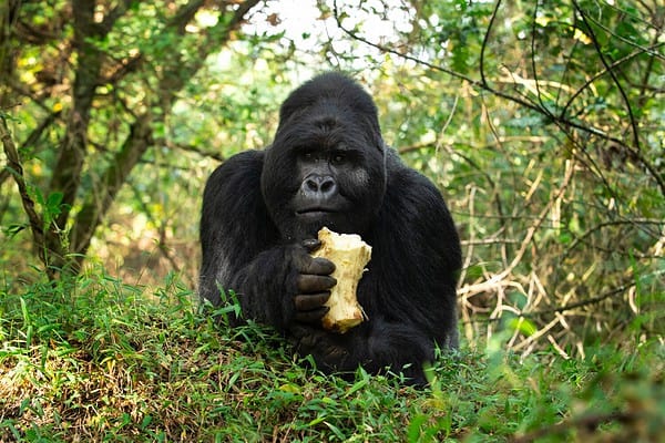 The 250 Most-Fitting and Clever Gorilla Names - A-Z Animals