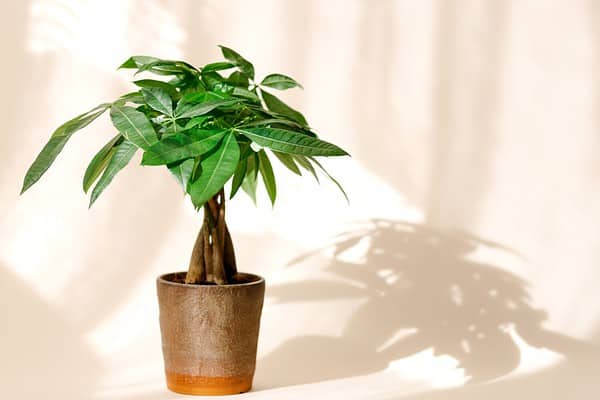 Money Tree: Meaning, Symbolism, and Significance - A-Z Animals