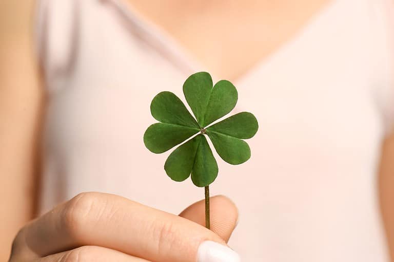 Shamrock vs. Clover: What Are the Differences and Why Do They Matter ...