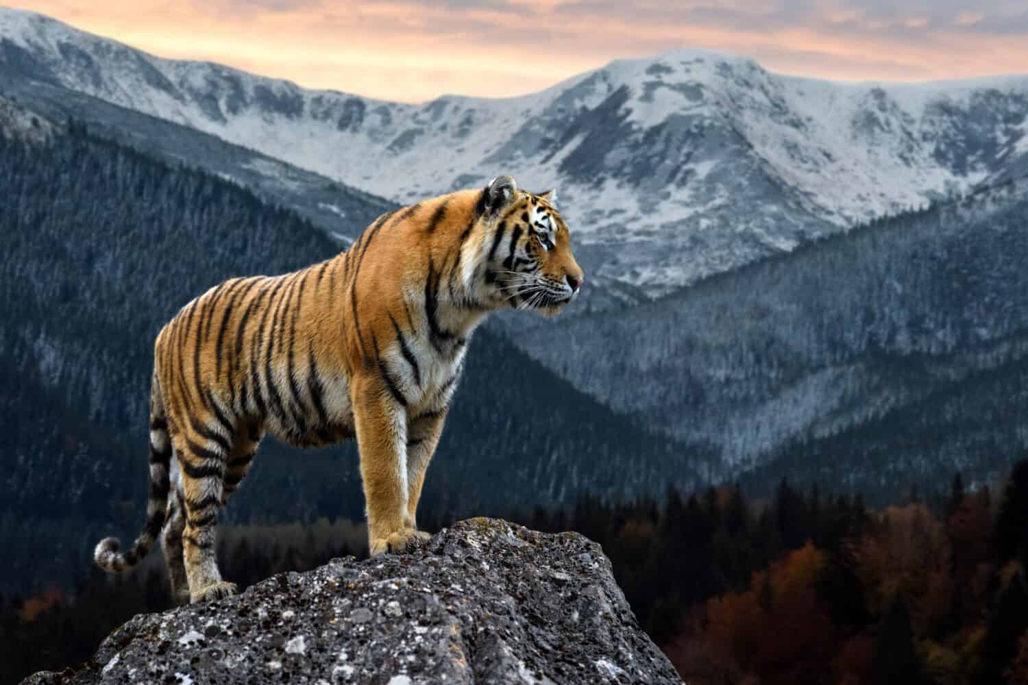 10 Fascinating Facts About Siberian Tigers - A-Z Animals