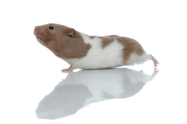 10 Essential Facts About Syrian Hamsters - A-Z Animals