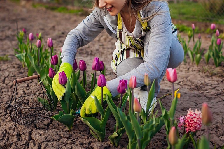 20 Fun and Amazing Facts That Make Tulips Unlike Any Other Flower - A-Z ...
