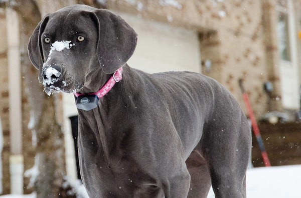Weimaraner Progression: Growth Chart, Milestones, and Training Tips - A ...