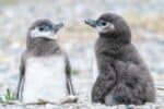 Why Dindim the Penguin Kept Returning to the Man Who Saved Him - A-Z ...