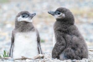 Why Dindim the Penguin Kept Returning to the Man Who Saved Him - A-Z ...