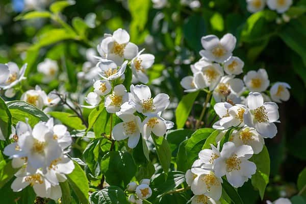 18 Amazing White Flowering Trees in Texas - A-Z Animals