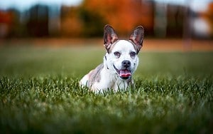 Pit Bull and Corgi Mix: Everything You Need to Know About the Pit Bull ...