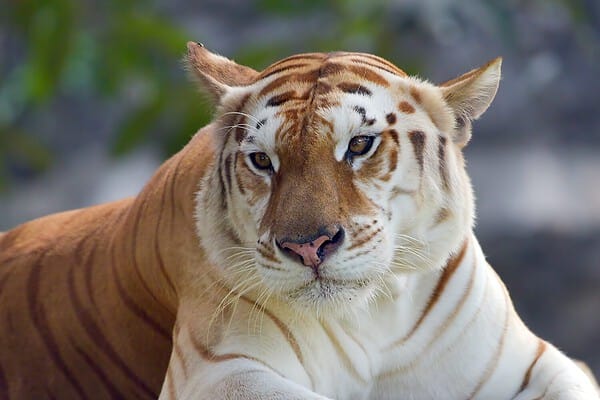 10 Incredible White Tiger Facts - A-Z Animals