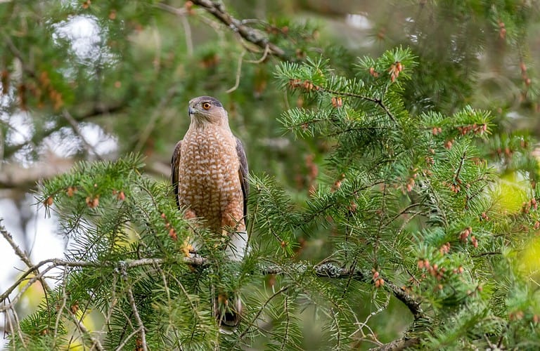 15 of the Most Dangerous Flying Animals in Pennsylvania. - A-Z Animals