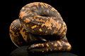 Unveiling the Secrets of Rainforest Wildlife: 13 Species You Should ...