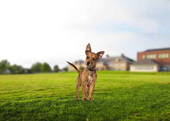 Pit Bull and Corgi Mix: Everything You Need to Know About the Pit Bull ...