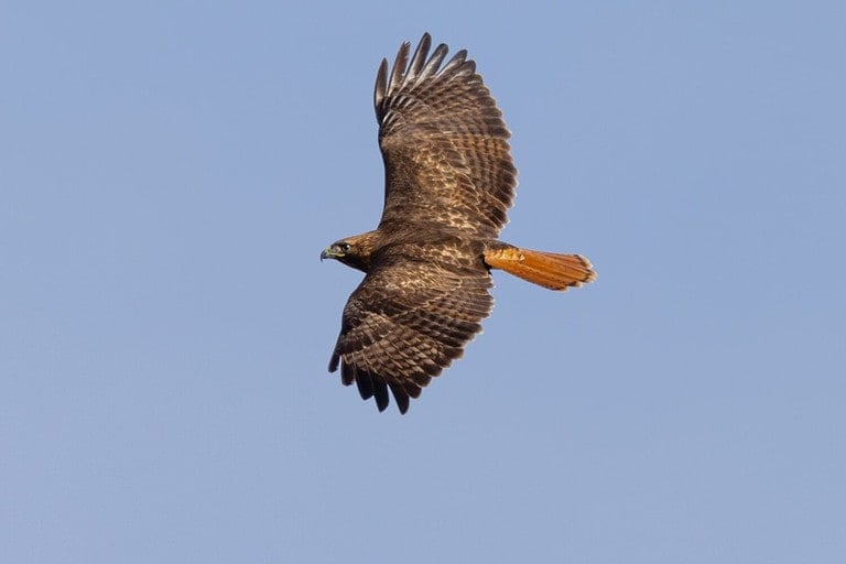 15 of the Most Dangerous Flying Animals in Pennsylvania. - A-Z Animals