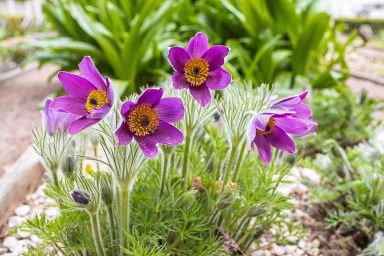 The Best Flowers to Plant in Montana: 15 Flowers for a Gorgeous Bloom ...