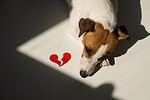 The 22 Most Common Health Problems in Jack Russells - A-Z Animals