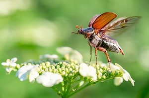 Watch Out for These Top 10 Largest Flying Insects in England - A-Z Animals