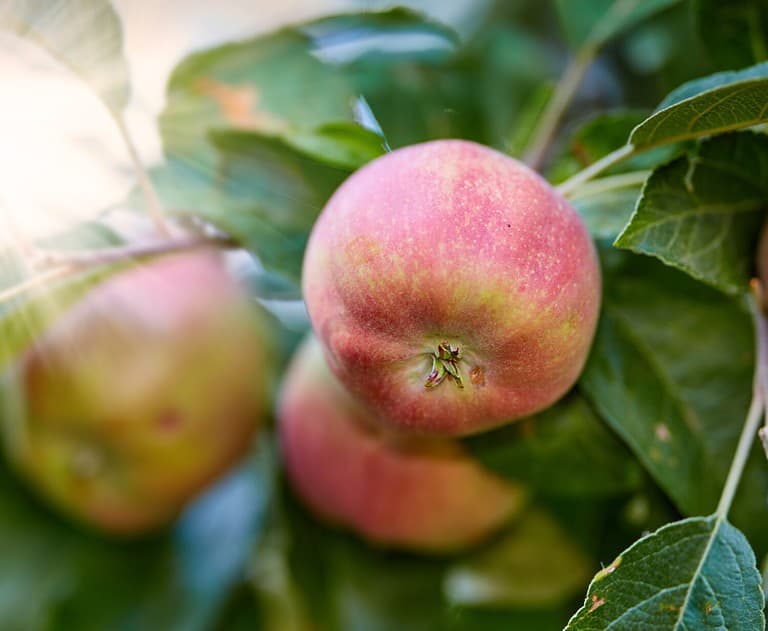 The 11 Best Fruit Trees That Grow in Michigan - A-Z Animals