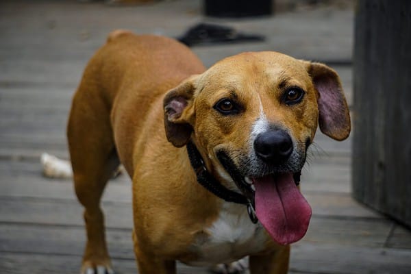 What Is a Dox-Bull? The Dachshund and Pit Bull Mix Explained - A-Z Animals