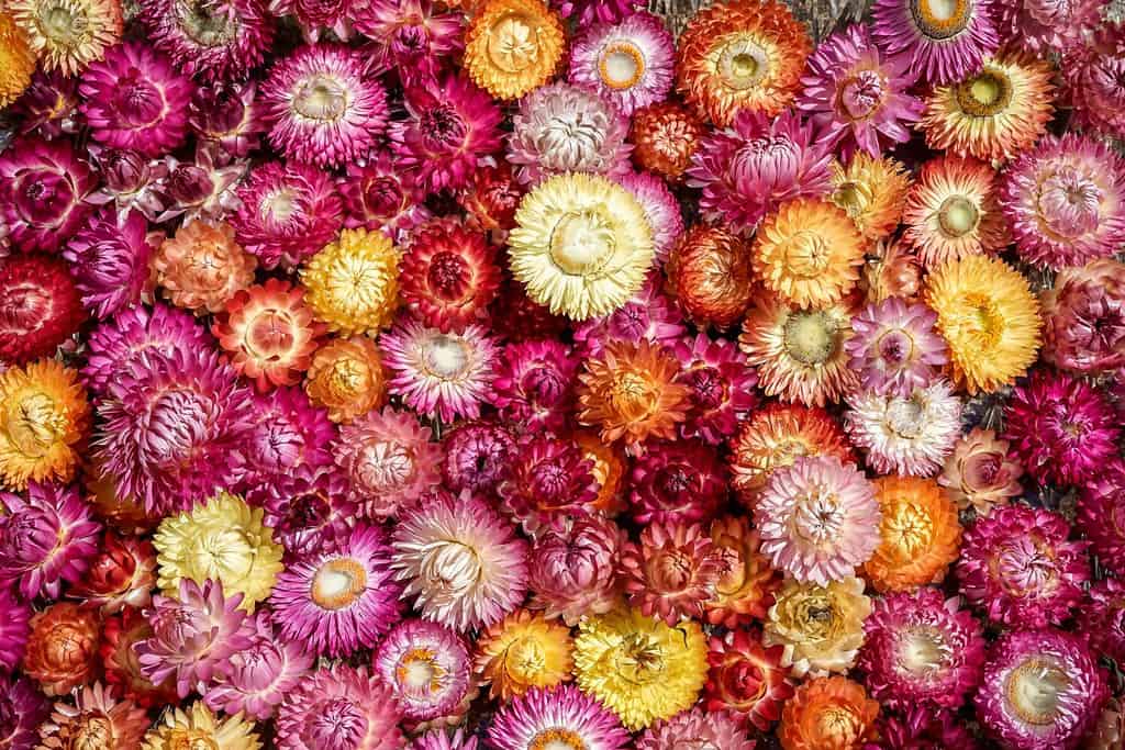 6 Beautiful Flowers That Start with X - A-Z Animals