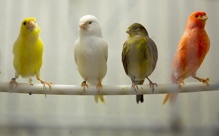 Canary Colors: Most Common to Rarest - A-Z Animals