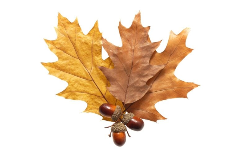 Discover 10 Types of Acorns and How to Identify Each - A-Z Animals