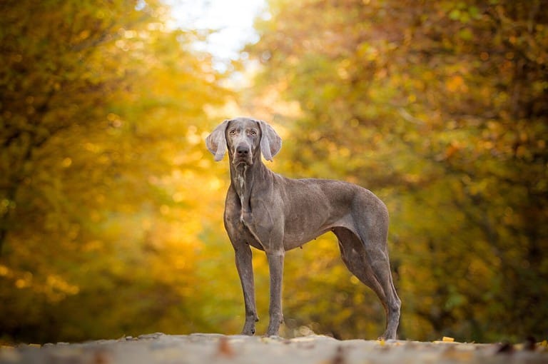 Weimaraner Progression: Growth Chart, Milestones, and Training Tips - A-Z Animals