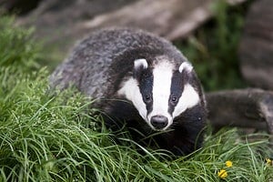 Badger Teeth: Everything You Need to Know - A-Z Animals