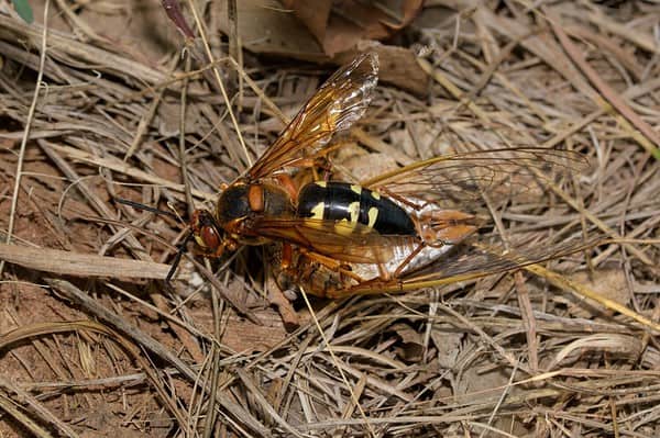 10 Notable Facts About Wasps - A-Z Animals