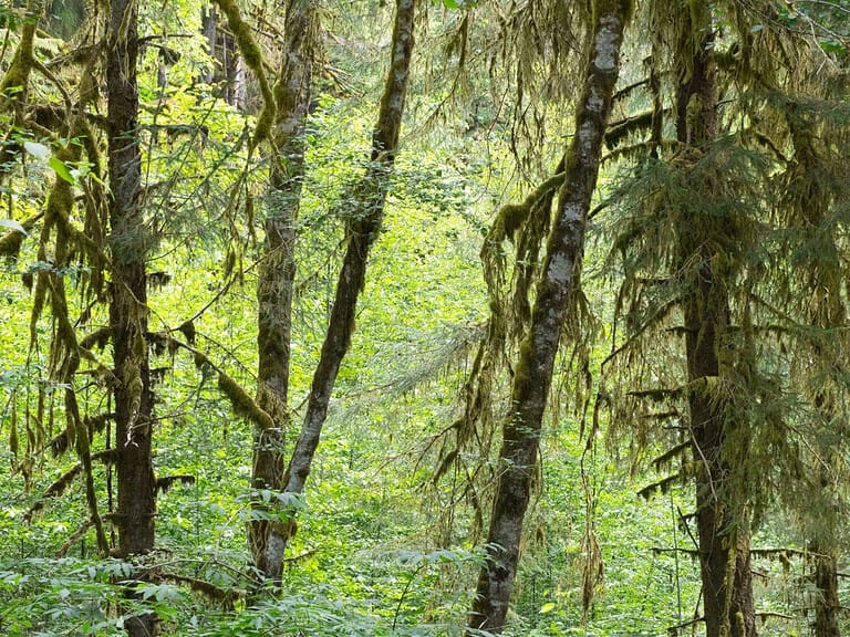 The 14 Most Iconic Trees Native to Alaska - A-Z Animals