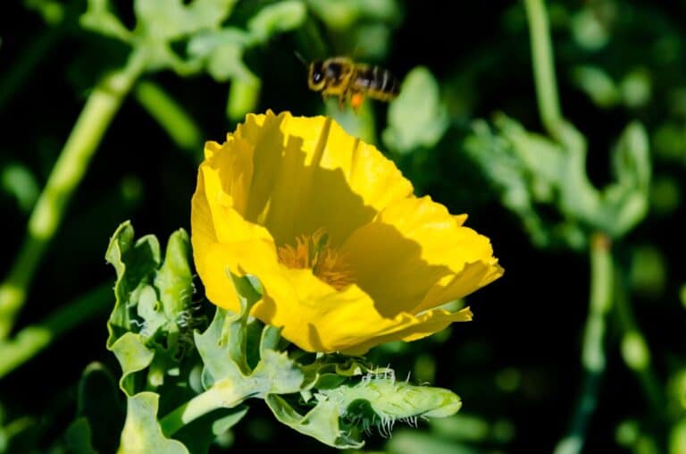 Poppy Flowers: Meaning, Symbolism, and Proper Occasions - A-Z Animals