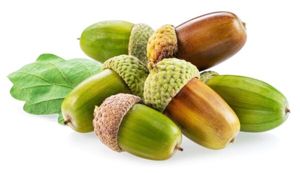 Discover 10 Types of Acorns and How to Identify Each - A-Z Animals