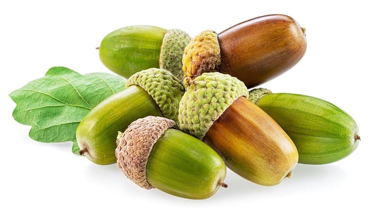 Discover 10 Types of Acorns and How to Identify Each - A-Z Animals
