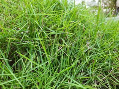 Transform Your Colorado Backyard: Discover the Top 10 Grass Types for ...