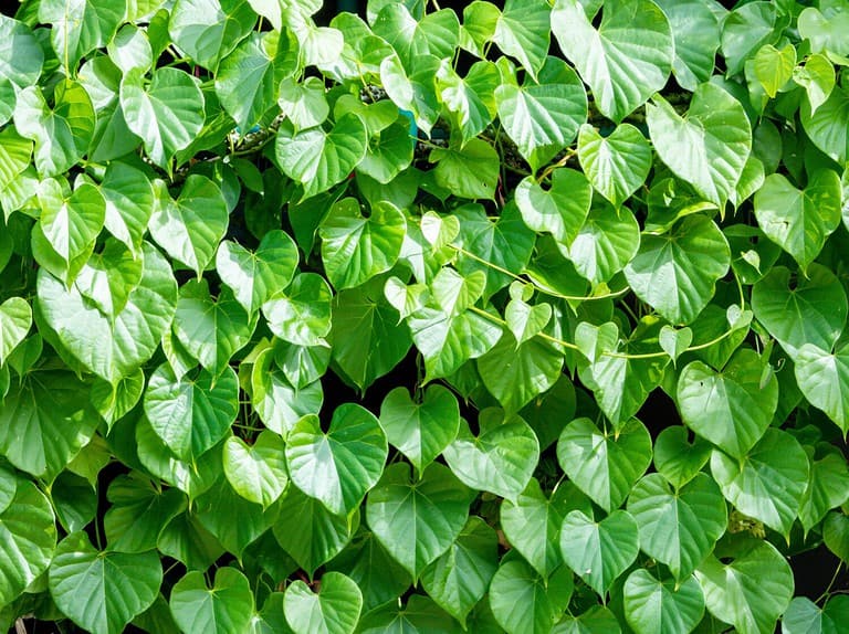 20 Common Vines with Heart-Shaped Leaves - A-Z Animals
