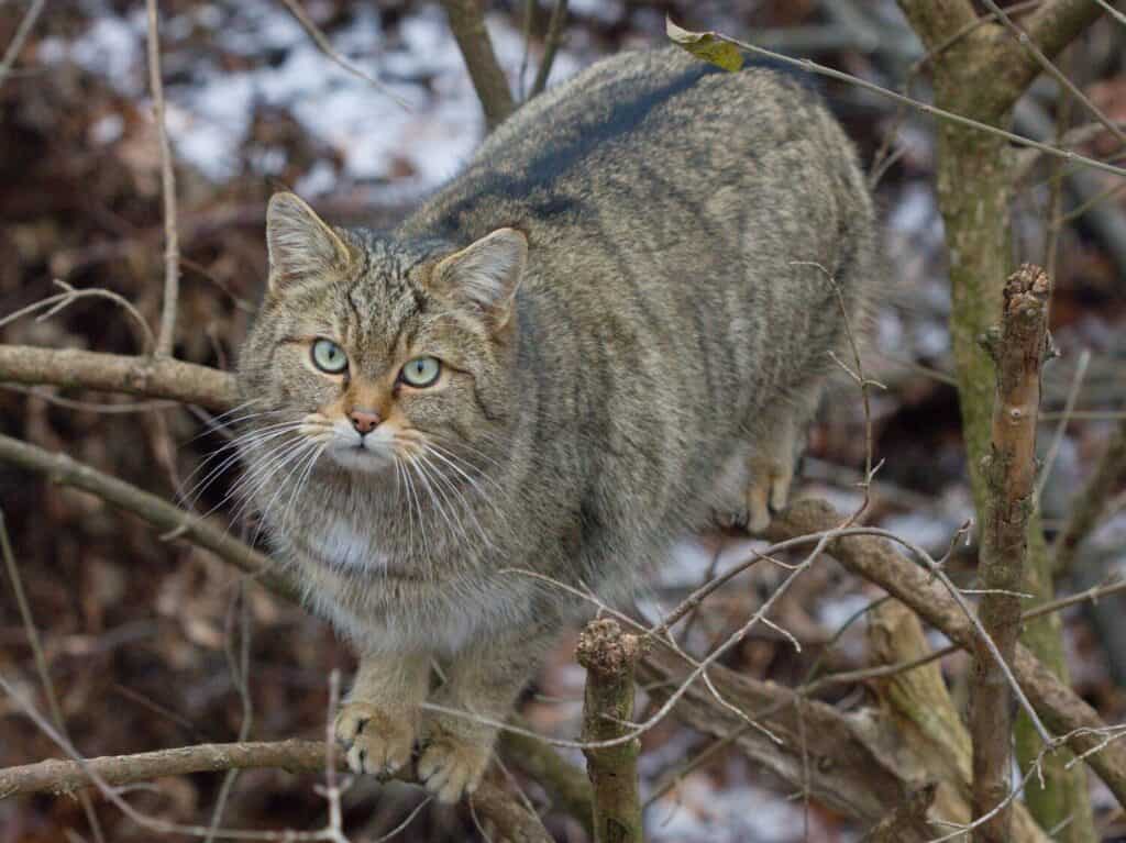 European Wildcat Animal Facts - Felis catus silvestris - A-Z Animals