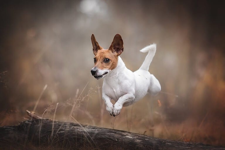 Russell Terrier Dog Breed Complete Guide - A-Z Animals