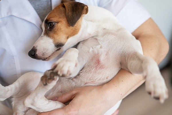 The 22 Most Common Health Problems in Jack Russells - A-Z Animals
