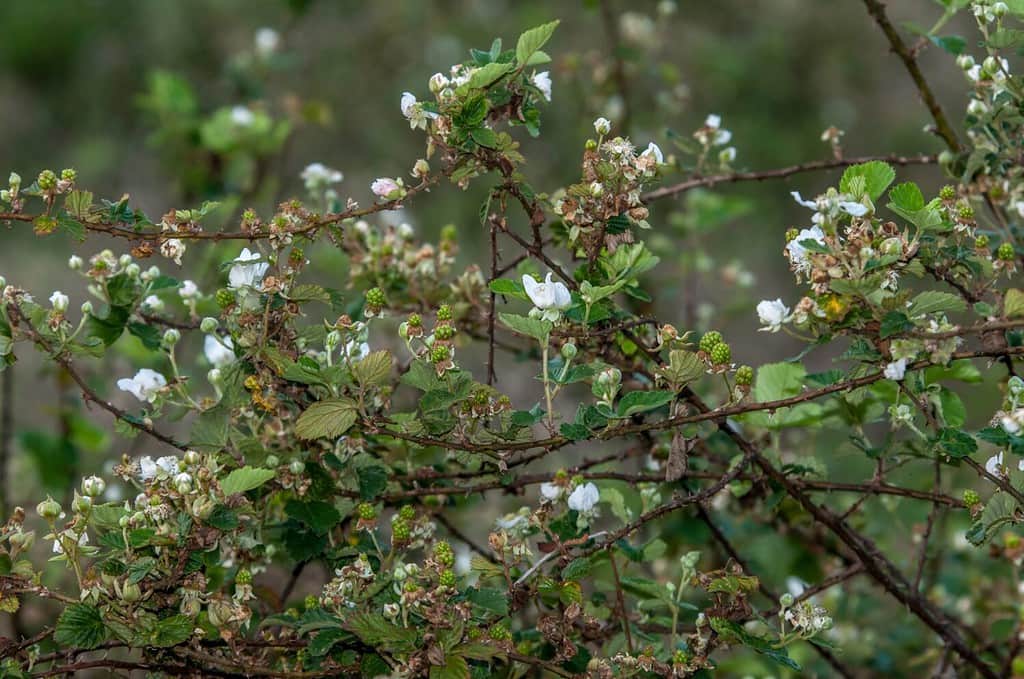 Discover 22 Vines That Produce Beautiful White Flowers - A-Z Animals