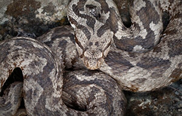 Viper Size Comparison: Just How Big Do These Dangerous Snakes Get? - A ...