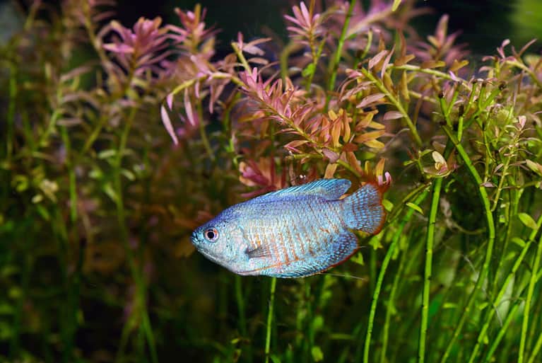 The 15 Best Tank Mates to Pair With Red Tail Sharks - A-Z Animals