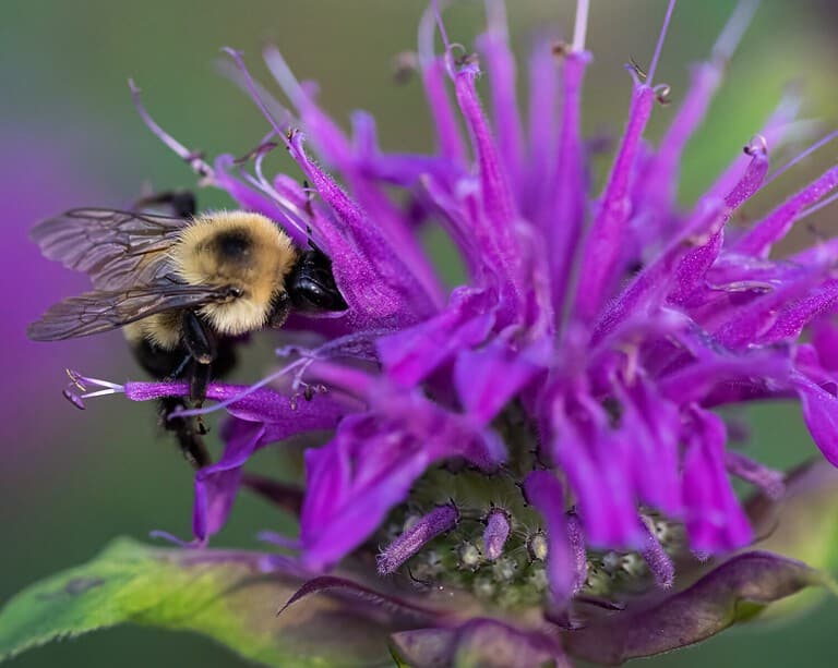 Are Bees Endangered and Which Type Is Likely to Go Extinct Soon? - A-Z ...