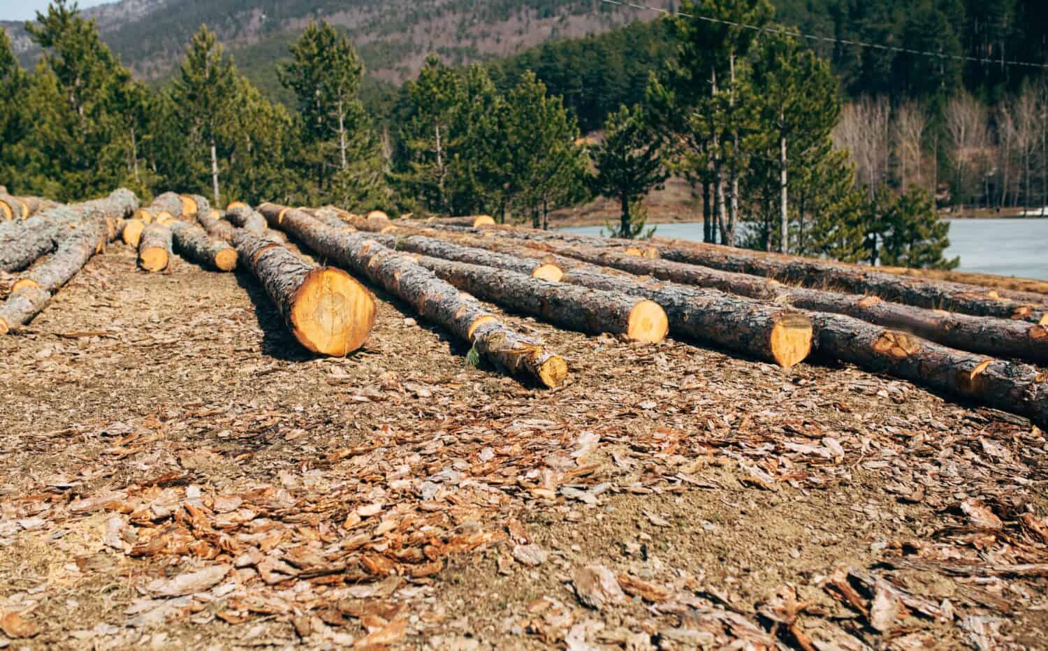 Sequoia vs. Douglas Fir Tree: 5 Differences Between These Towering ...
