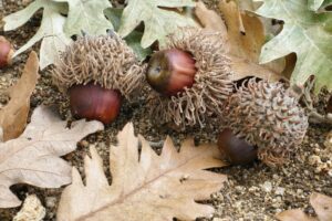 Discover 10 Types of Acorns and How to Identify Each - A-Z Animals