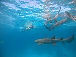 Discover 5 Carnivorous Fish That Feast on Meat - A-Z Animals