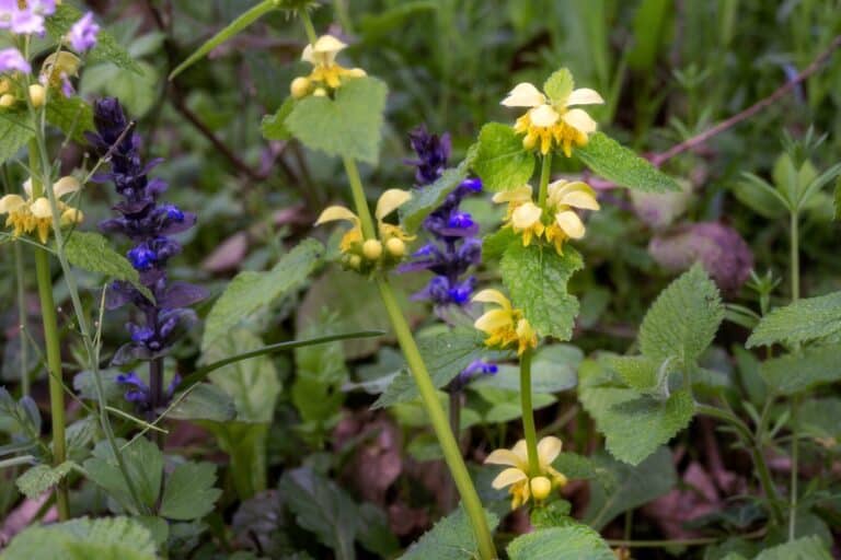 20 Gorgeous Flowers That Start With Y - A-Z Animals