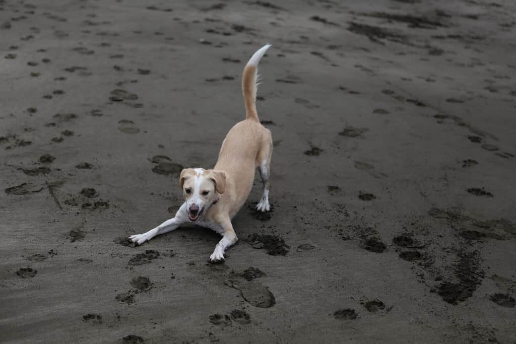 Pit Bull and Beagle: Everything You Need to Know About the Friendly Mix ...